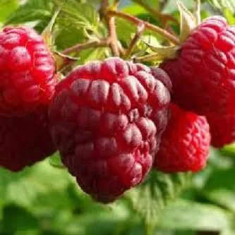 Raspberry plants Mixed Colors Super Big Raspberry Fruit plants Rare ...