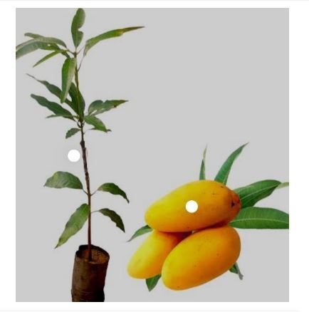 Sunflower Mango Tree Extensive fruit cultivation in Asia's largest ...