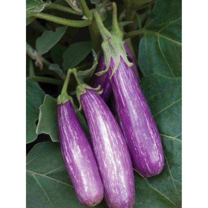100% oreginal Long Brinjal Seeds 20+ seeds | Daraz.com.bd
