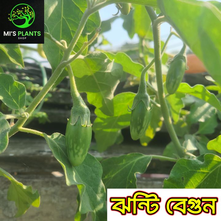Jhonti Begun/Eggplant/Brinjal Vegetable Plant [20 Piece Seeds] MI's ...
