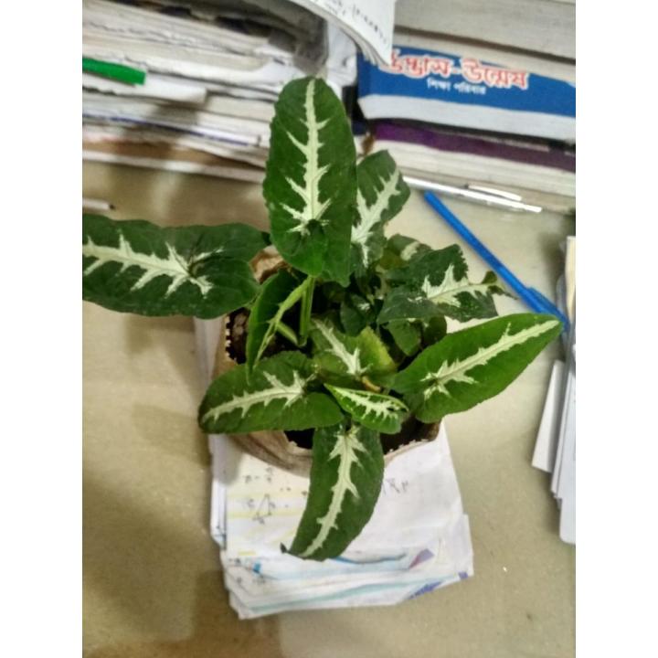 Singunium plant with soil. One time tub. Patabahar tree. Green | Daraz ...