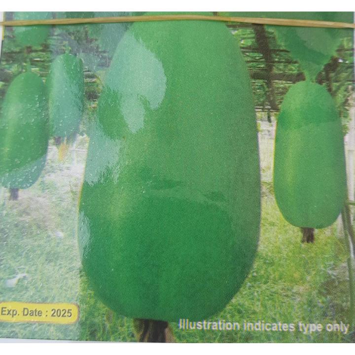 Wax Gourd ( চাল কুমড়া )- 15 Piece Seed | Daraz.com.bd