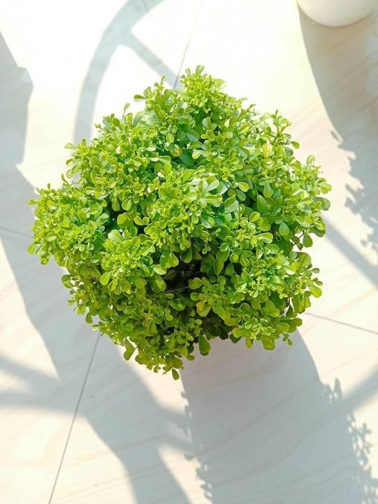 Kamini tree plant - In Line with Current Trends - Premium Quality ...