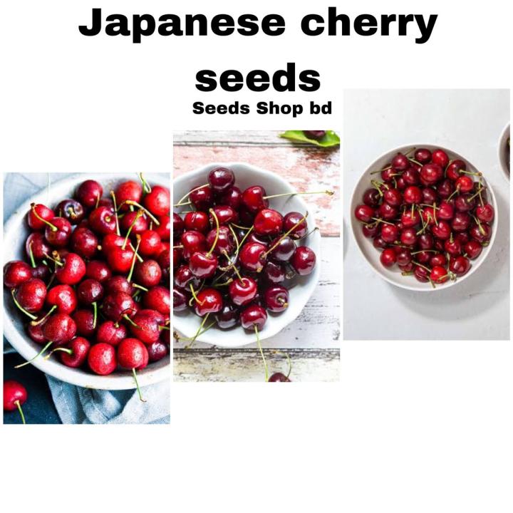 Confirmed germinated Japanese Cherry plant Seeds -5pcs seeds packet ...