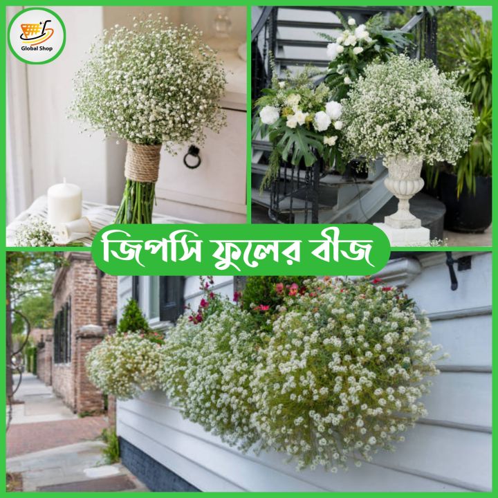 All Season Gypsy Flowers Seeds 25 Pices + Gift | Daraz.com.bd