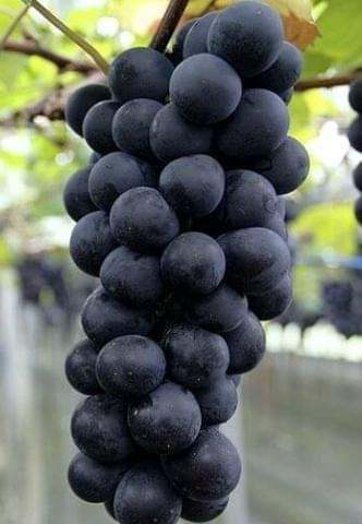 Chinese Grape Seeds For Plants Garden-20Pcs seeds | Daraz.com.bd