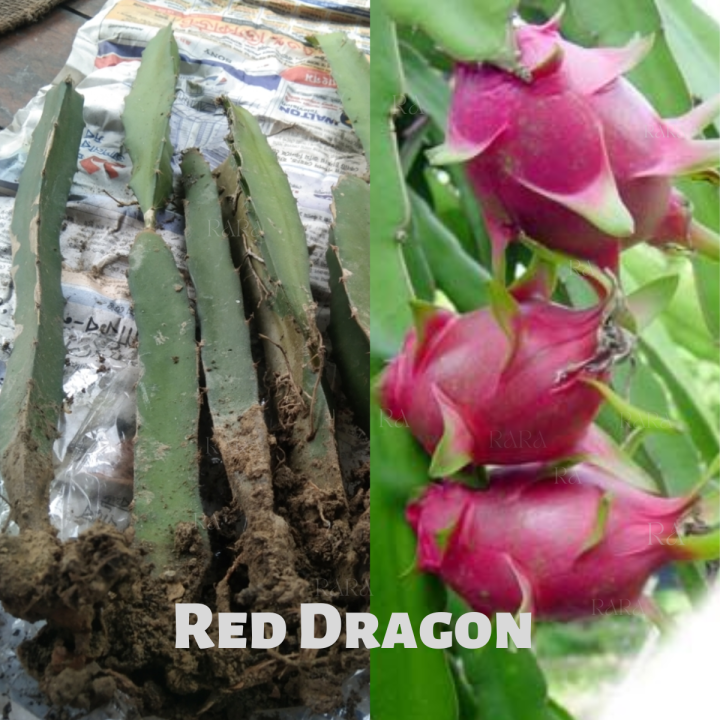 Red Dragon Tree 3(Three) pcs with roots For Home Gardening - Cutting of ...