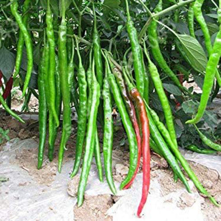 Chili Long chilli Chang Long 20 pse | Daraz.com.bd