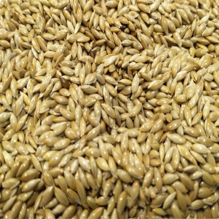 Canary seeds Fresh and clean for birds - 500g | Daraz.com.bd