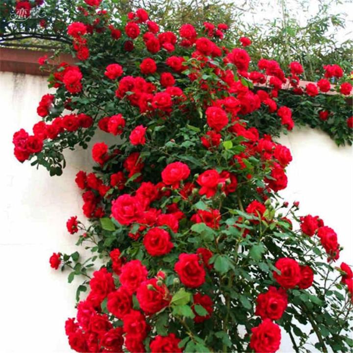 Perennial Rose Tree Flower DIY Home Garden Potted Balcony & Yard Flower ...