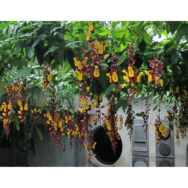 Basor Lota Flower Tree | Daraz.com.bd