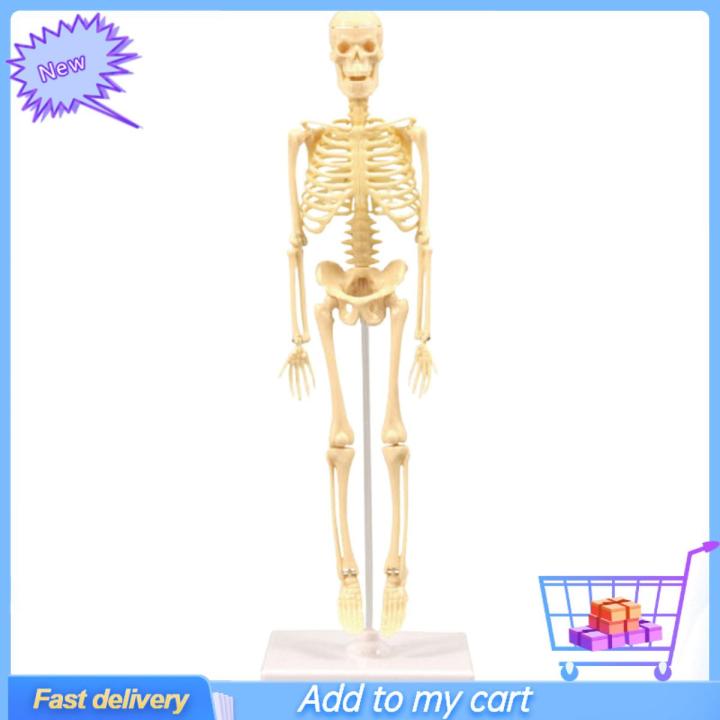 Skeleton Model Practical Ability Smooth Plastic Biological Science ...