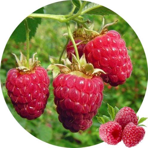 All Season Giant Raspberry Fruit Tree Seeds - 50 Pcs Seeds | Daraz.com.bd