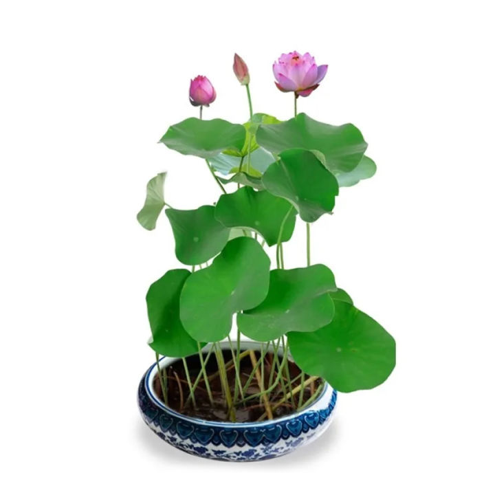3 Pcs - Pink Lotus flower all summer Bowl lotus pots Bonsai garden ...