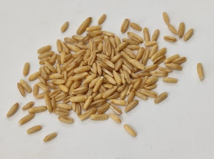 Bird Food Oats -1kg For Birds | Daraz.com.bd