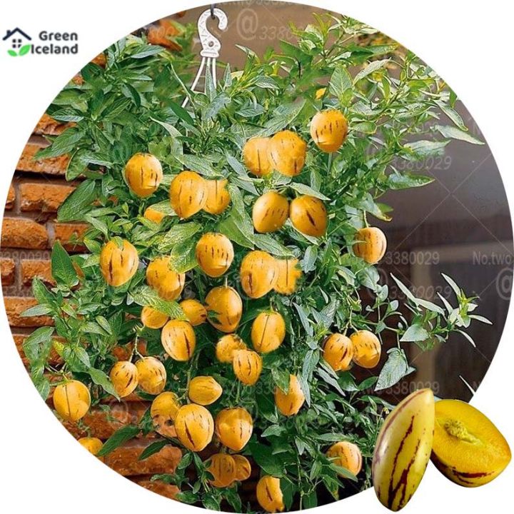 Global Dwarf Mini Sweet Melon Seeds - 10 Pcs Seeds | Daraz.com.bd