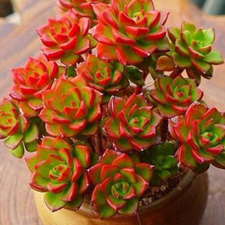 Sedeveria Letizia Cactus Seed - 20 Pcs SeedS (Global Seeds) | Daraz.com.bd