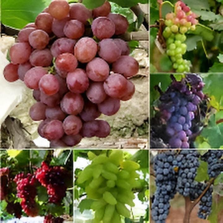 Philippines Mixed 20+Pcs Sweet Grape Seeds Advanced Fruit Seed Natural ...