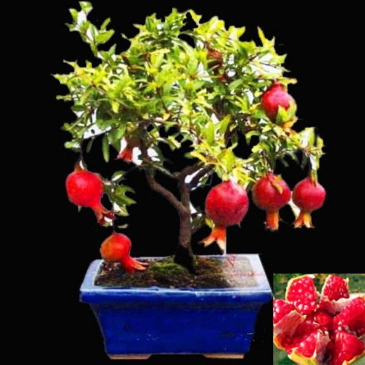 bonsai pomegranate sweet Delicious fruit seeds 25 pcs | Daraz.com.bd