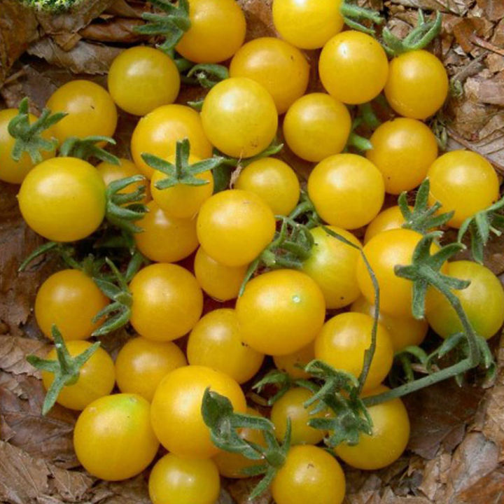 Cherry Tomato Yellow Color 20+ seeds | Daraz.com.bd