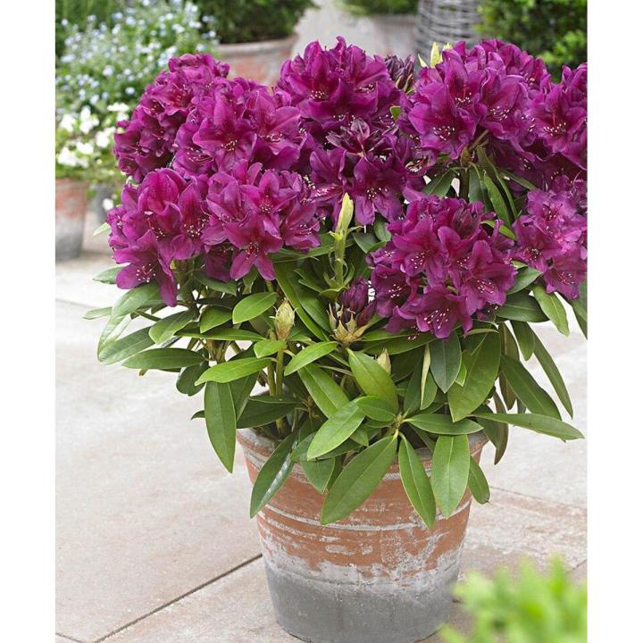 Rare Rhododendron Azalea Bonsai Looks Like Sakura Japanese Cherry ...