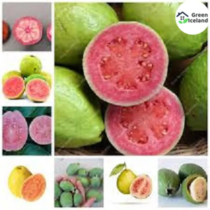 Thai-7 Guava Seeds - 30 Pcs SeedS (Global Seeds) | Daraz.com.bd