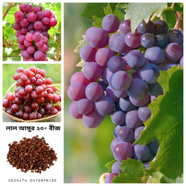 Hybrid Rare Sweet Red Grapes - 20+Pcs Seeds | Daraz.com.bd