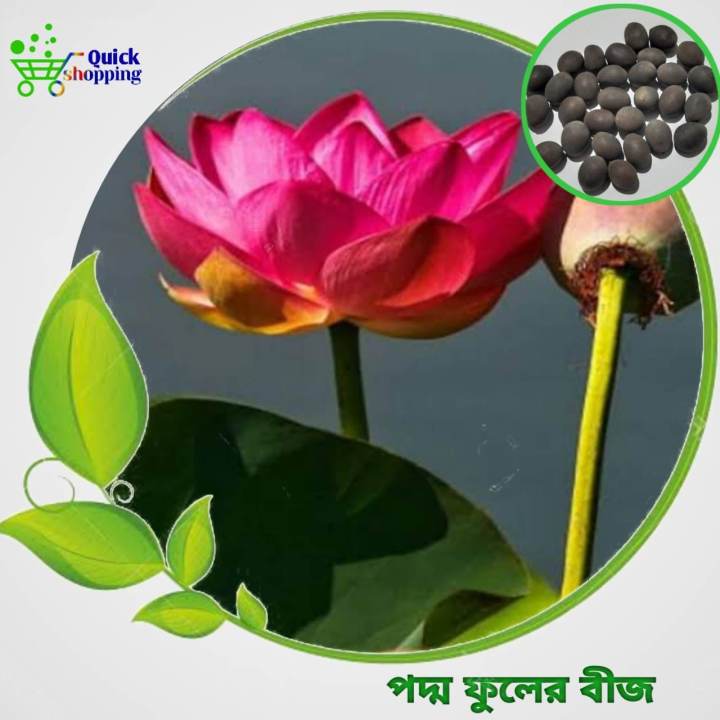 Grow Vibrant Padma Flowers with Padma Flower Seeds (5 Pieces) - A Burst ...