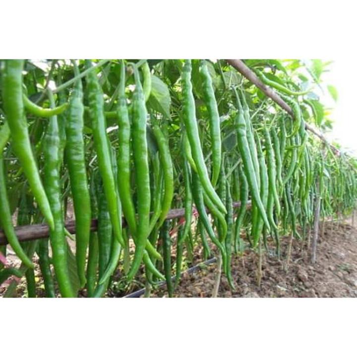 Green chilli seed -10 pice seeds | Daraz.com.bd