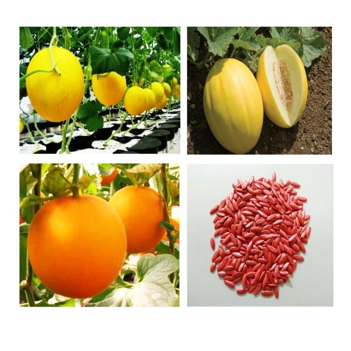 F1 HYBRID THAI YELLOW MELON SEEDS - 10 Seeds | Daraz.com.bd