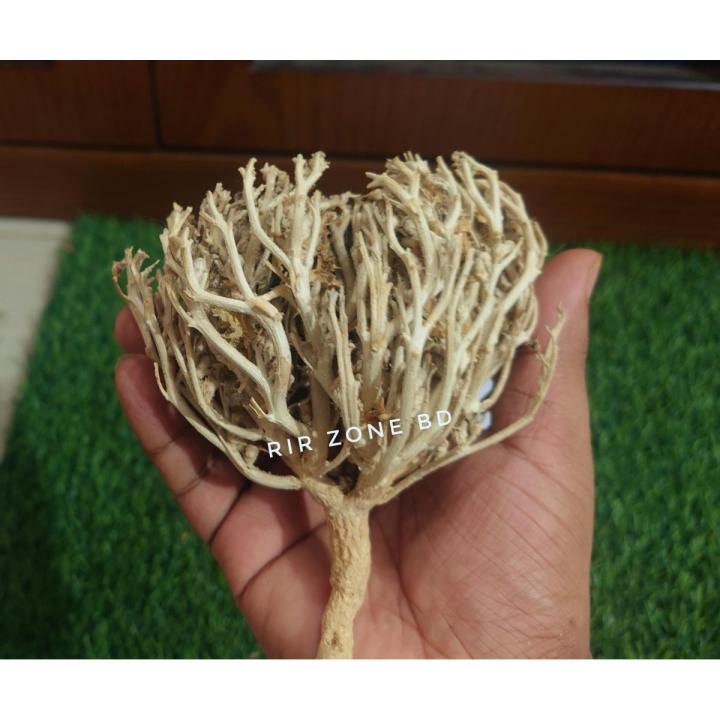 Flower of Maryam Buti Ease Labour Pain Plant Herb Nabi moriom full (C1 ...