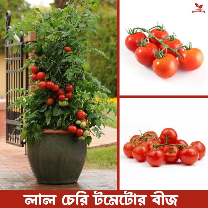 Red cherry tomatto seed 25 pice + gift | Daraz.com.bd