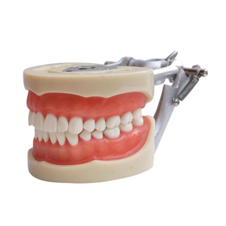 NYT Teaching Model Teeth Model For Dentist To Communicate With Patients ...
