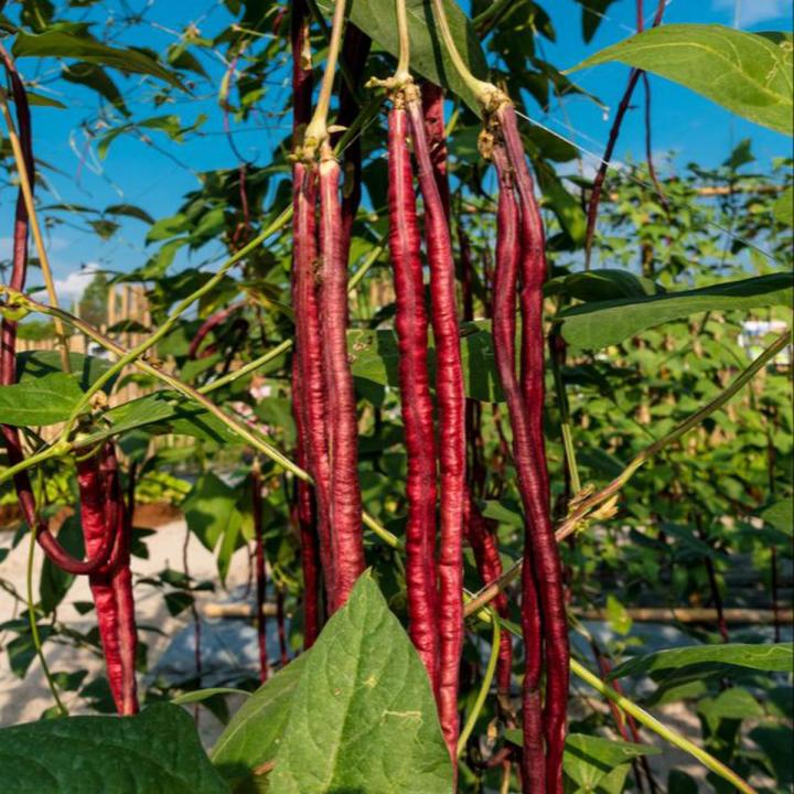 Hybrid Red String Long Bean Seeds Borboti 10 pices Seeds | Daraz.com.bd