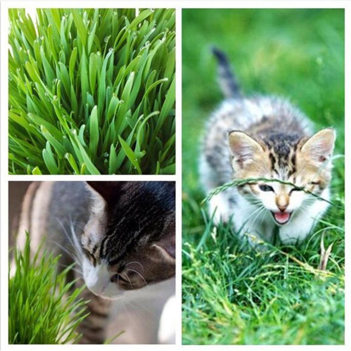 Cat Grass Foliage Plant Bonsai Seeds (All Season) - 1000 Pcs Seeds ...