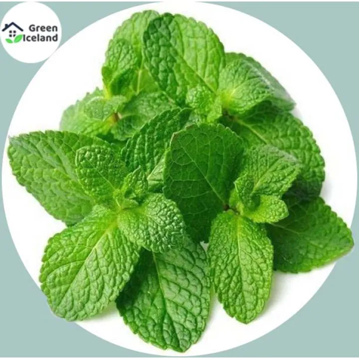 100 Peace Global Mint/Pudina Seeds | Daraz.com.bd