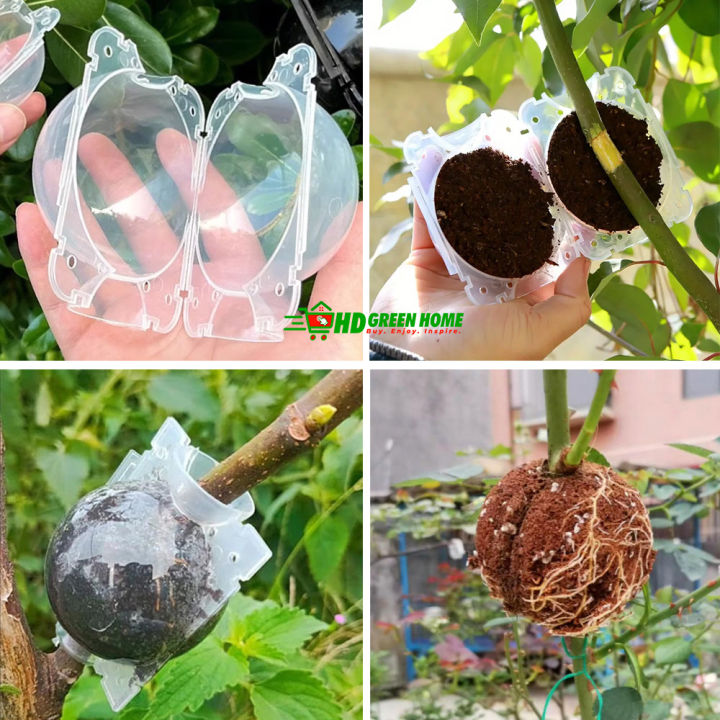 Reusable Plastic Grafting Box Plant Root Growing Box | Daraz.com.bd