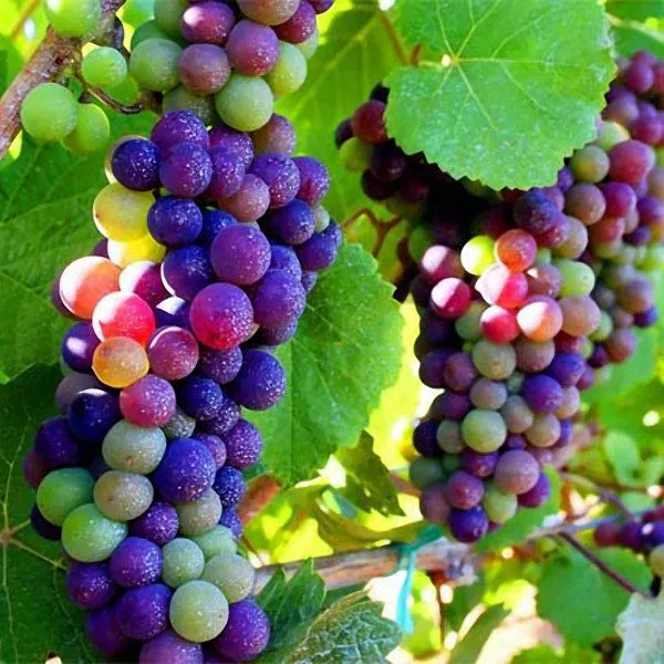 Egrow 10Pcs/Pack Grape Seeds Rainbow Colorful Garden Fruit Plants Sweet ...