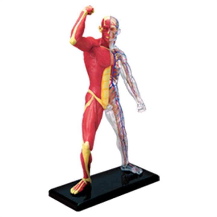Human Body Model Removable Parts Education Organs Model(Muscle Model ...