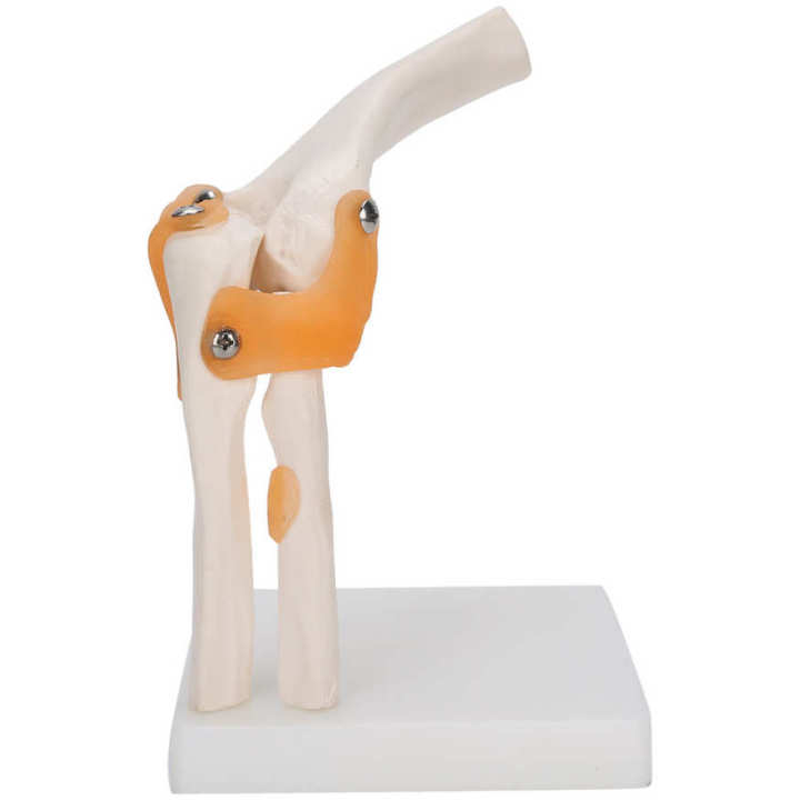 Elbow Joint Model Life Size Accurate Skeleton for Study Display ...