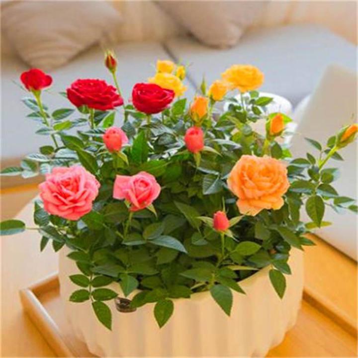 20 pcs Rare Holland Rainbow Rose Flower bonsai Home Garden Rare Flower ...