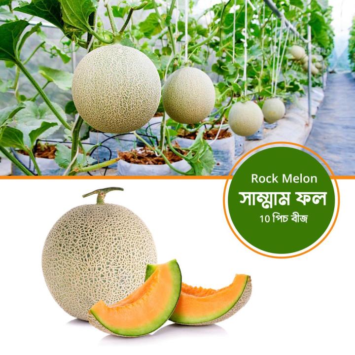 05 pcs Rock Melon (সাম্মাম ফল ) Seeds. / Rock Melon seeds | Daraz.com.bd