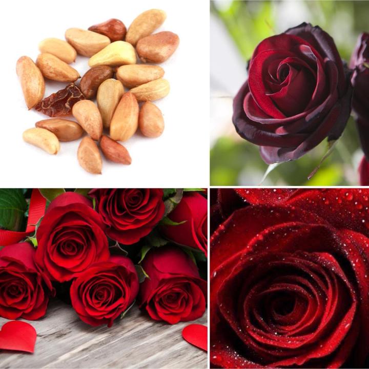 Seeds Of Red Roses Flower - 20 Pcs Seeds | Daraz.com.bd