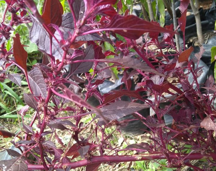 Red Spinach Seed (Lal Shakh) 250+ Pcs With Gifts | Daraz.com.bd