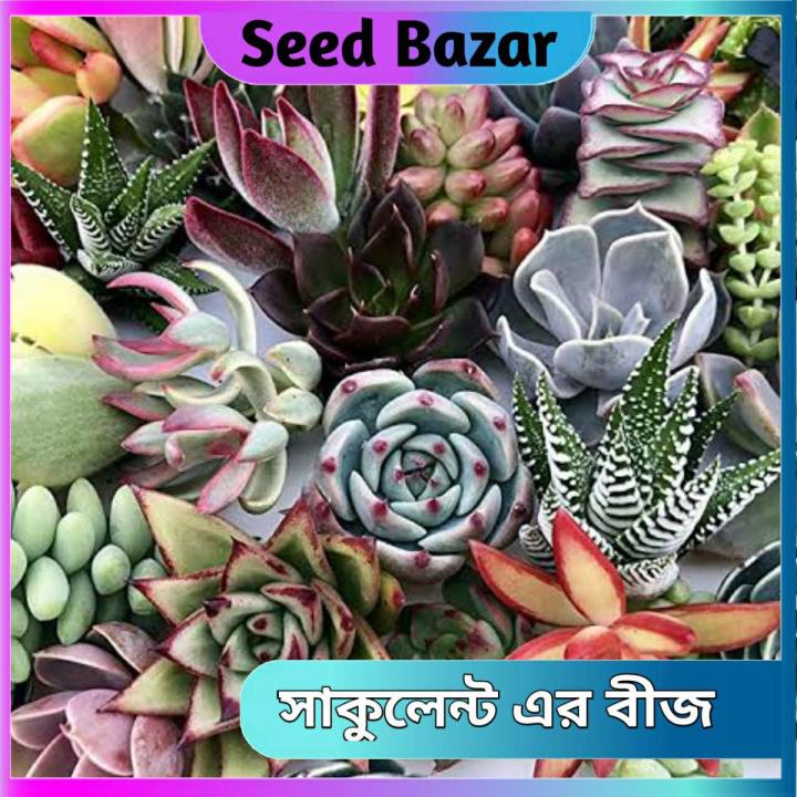 Imported Sakulent Bonsai Trees Seeds 37 Pis + Gift | Daraz.com.bd