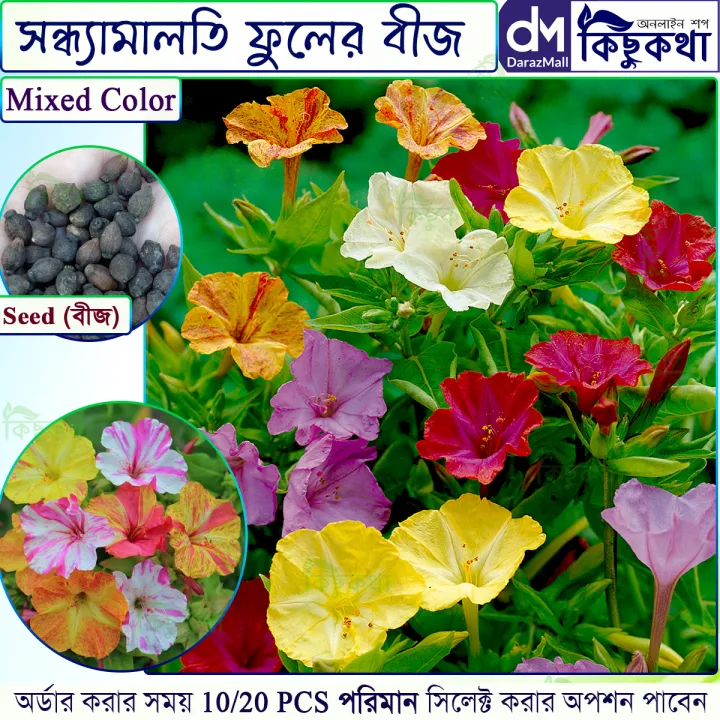 সন্ধ্যামালতি ফুলের বীজ - Seed 10/20 pcs Seed of SondhaMaloti Flower ...