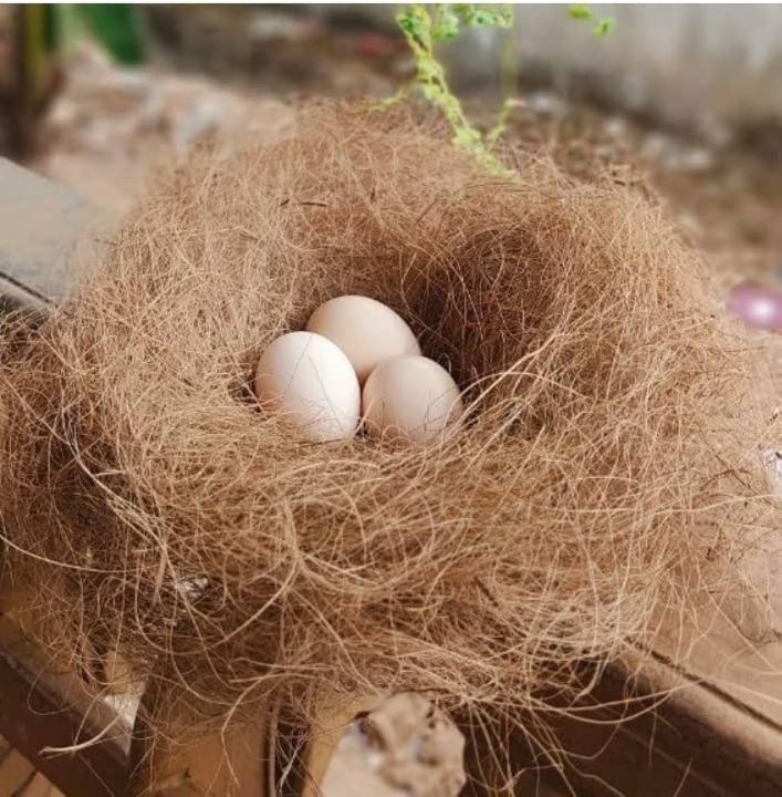 Manually Extracted Natural Coir Fiber Nesting Material for Birds for Making Nest, Laying Eggs ...