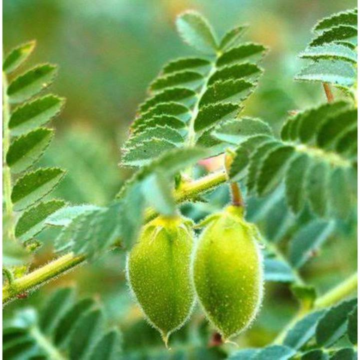Chola boot 50 seeds. (Repack & include gift- 3 items.) | Daraz.com.bd