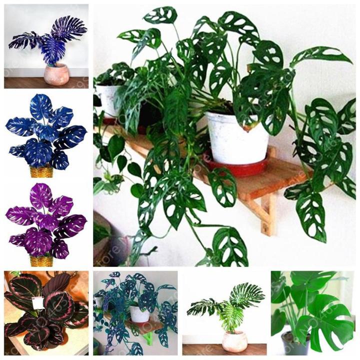 100 Pcs/ bag Rare Palm Turtle Leaves Monstera Bonsai Outdoor Potted ...