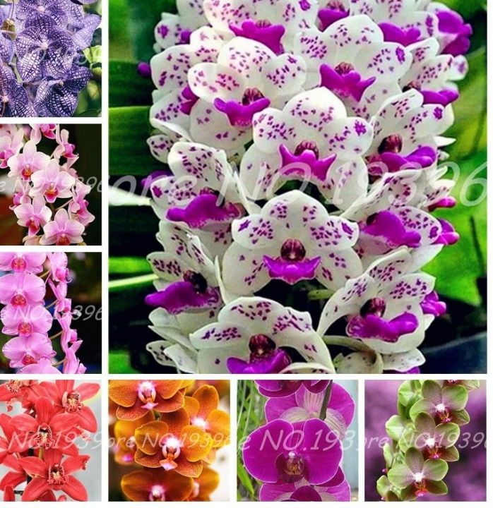 Rare Cymbidium orchid Plants African Cymbidiums Plantas | Daraz.com.bd